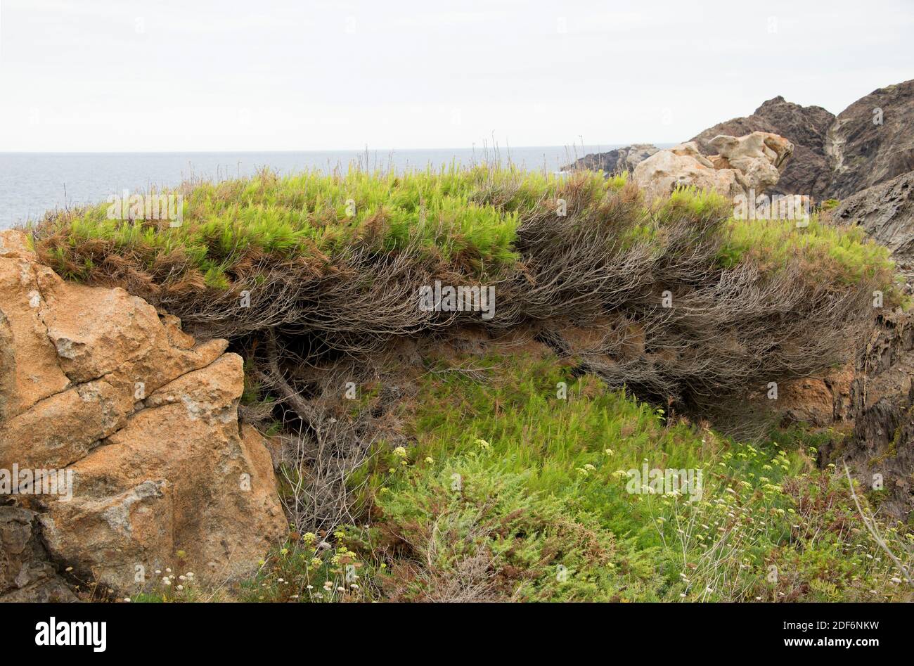 Nature plant adaptation hi-res stock photography and images - Alamy