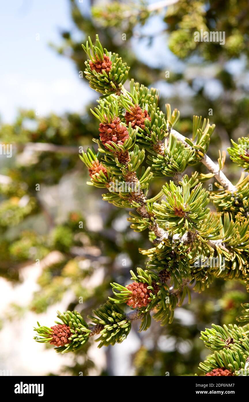 Male pine tree flower hi-res stock photography and images - Alamy