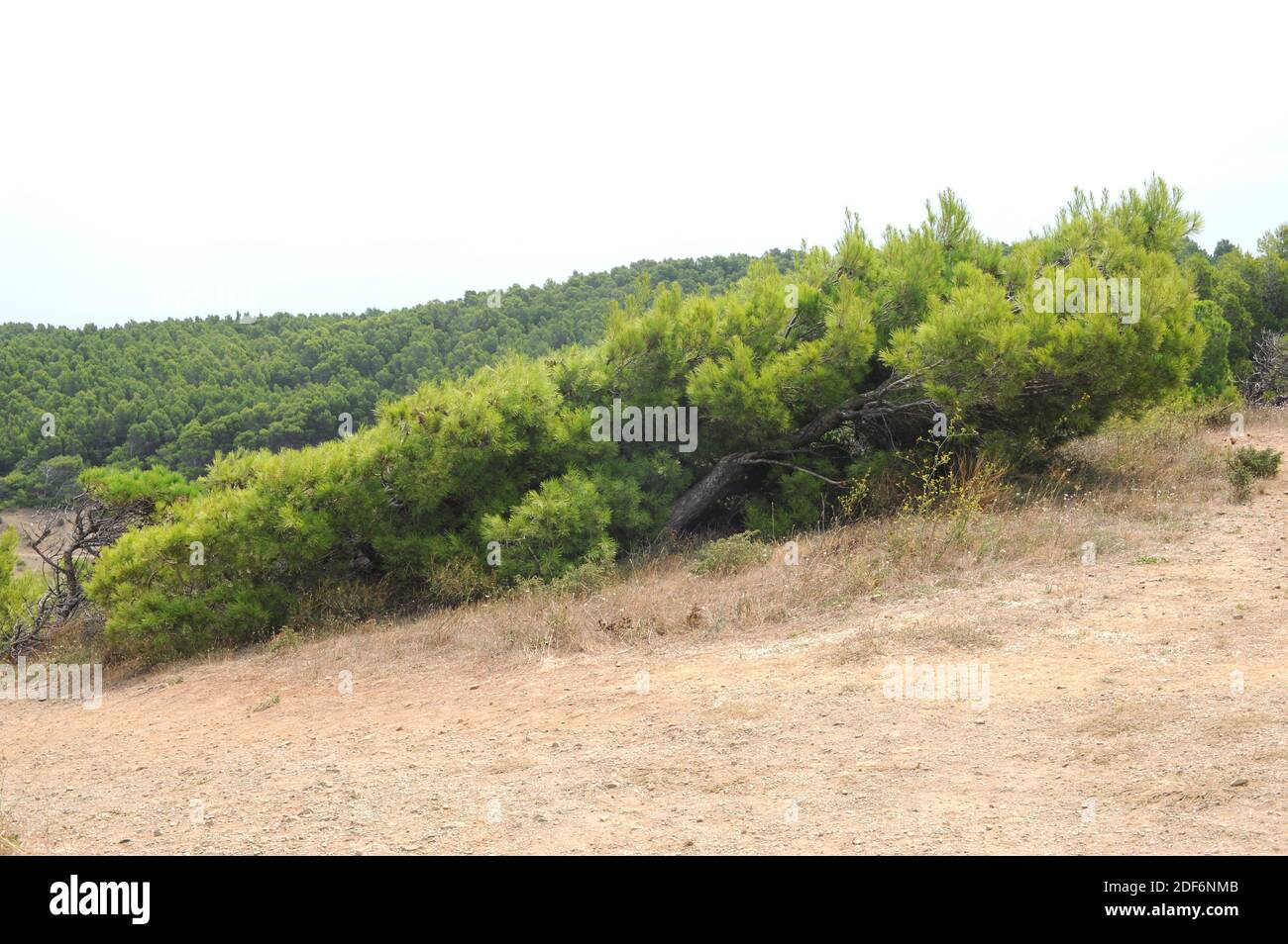 Plant adaptation hi-res stock photography and images - Alamy