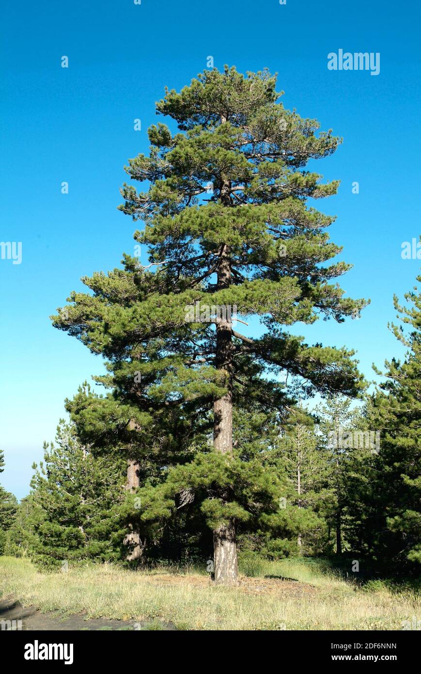 Pinus Nigra Tree