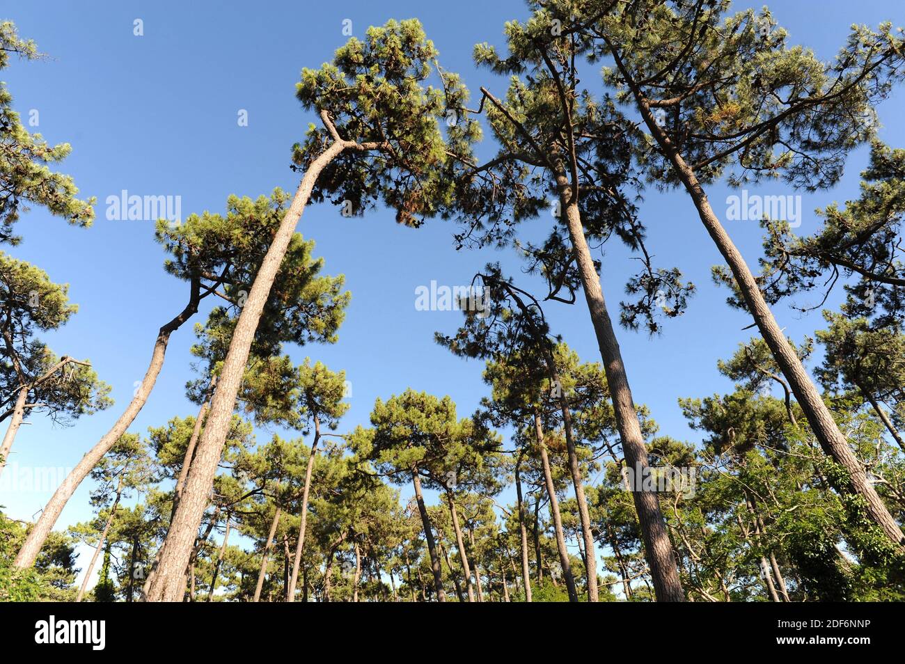Maritime pine tree pinus pinaster hi-res stock photography and images ...