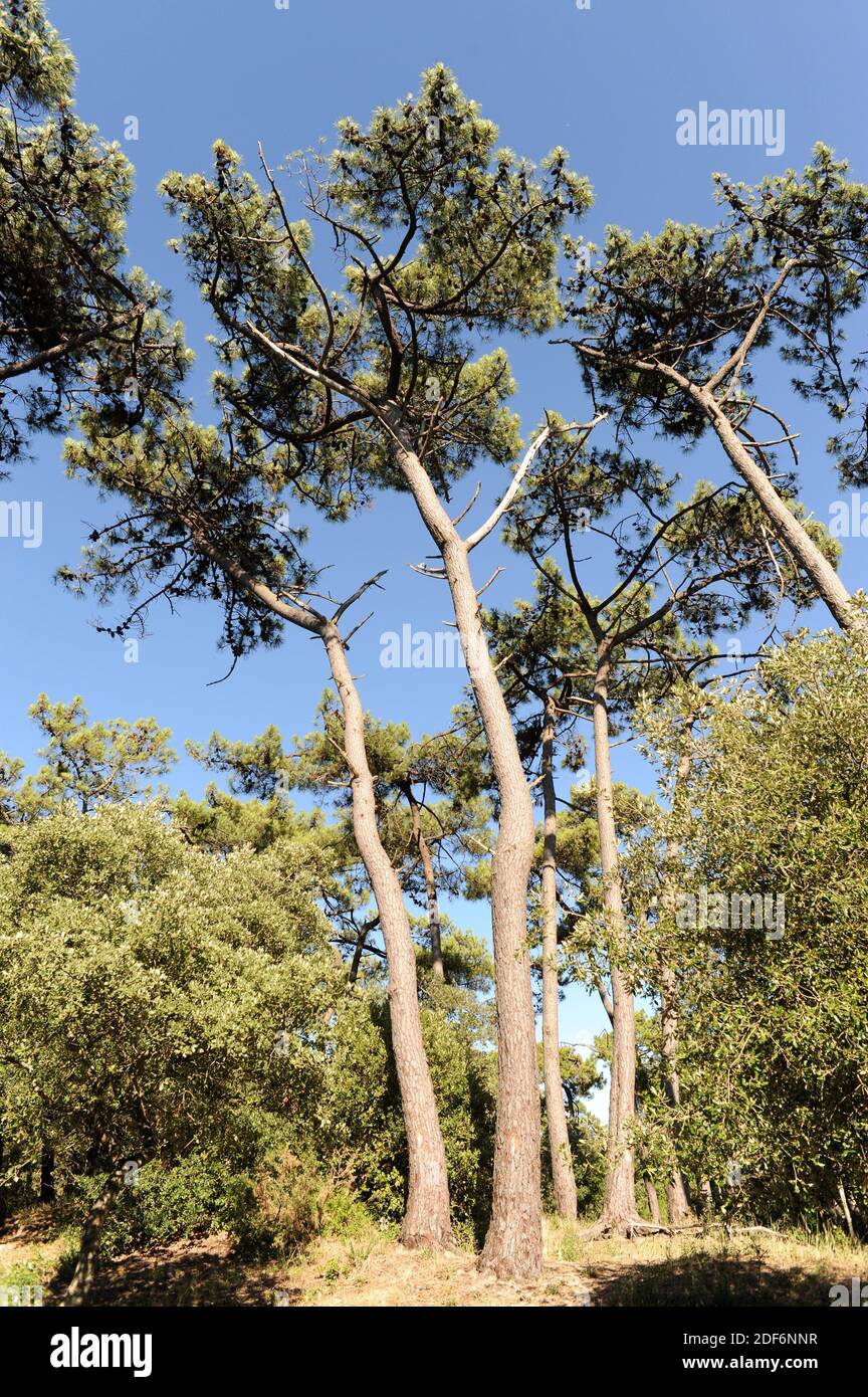 French maritime tree hi-res stock photography and images - Alamy