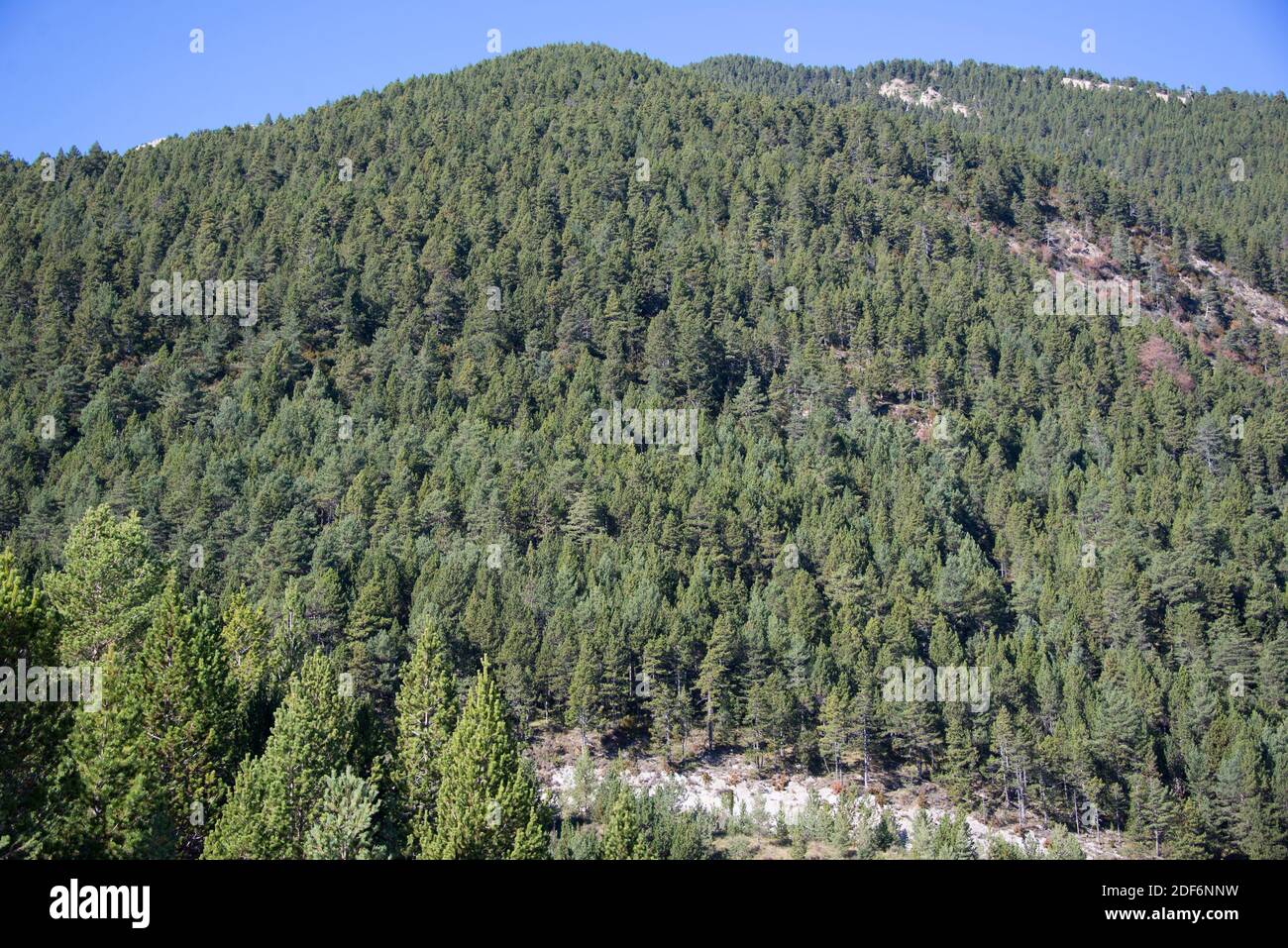 Pinus nigra tree hi-res stock photography and images - Alamy