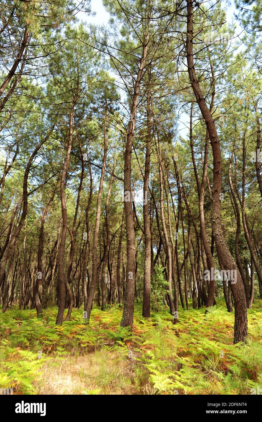 Mediterranean invasive species hi-res stock photography and images - Alamy
