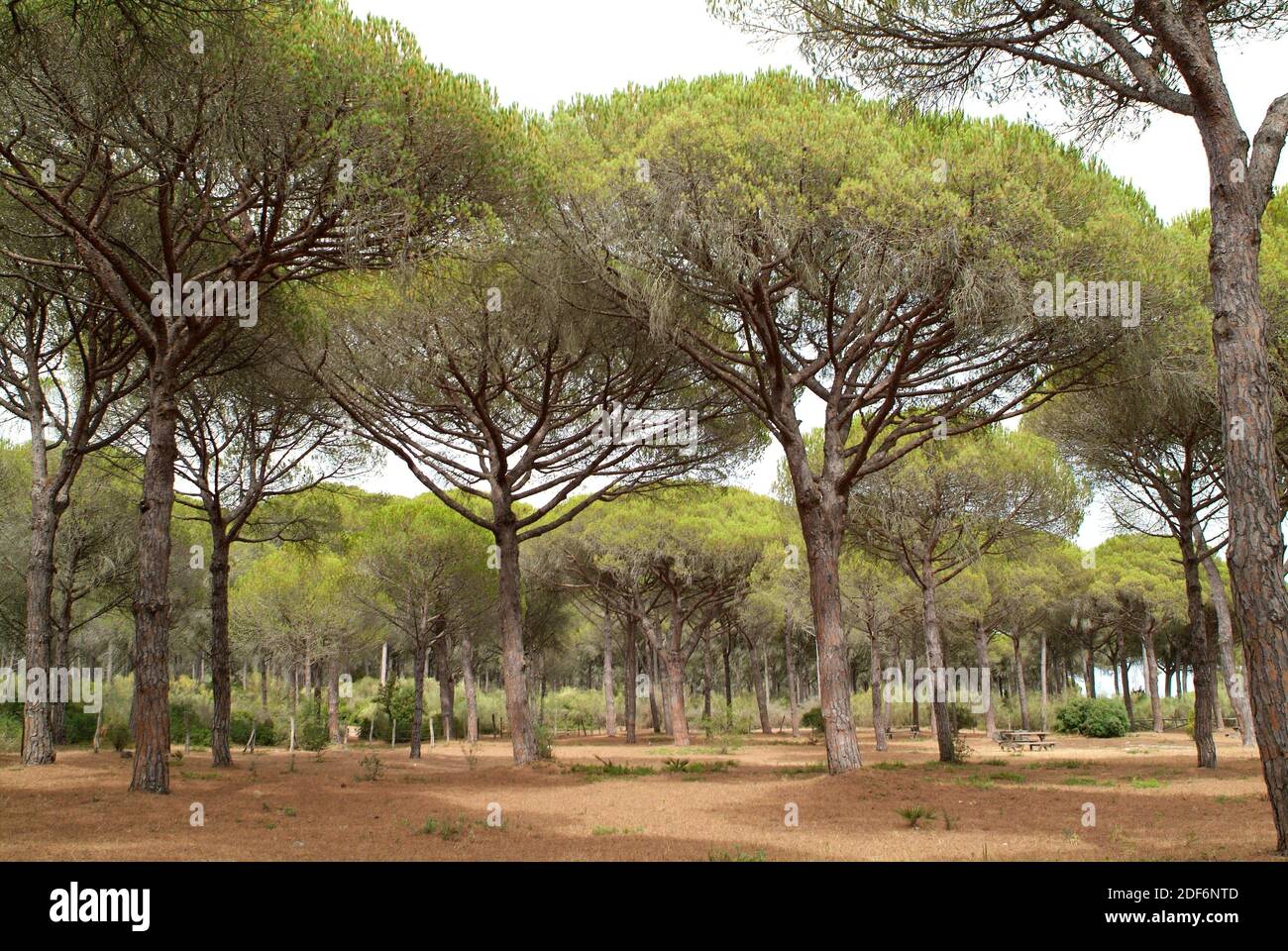 Pine nut pine pinus pinea hi-res stock photography and images - Alamy