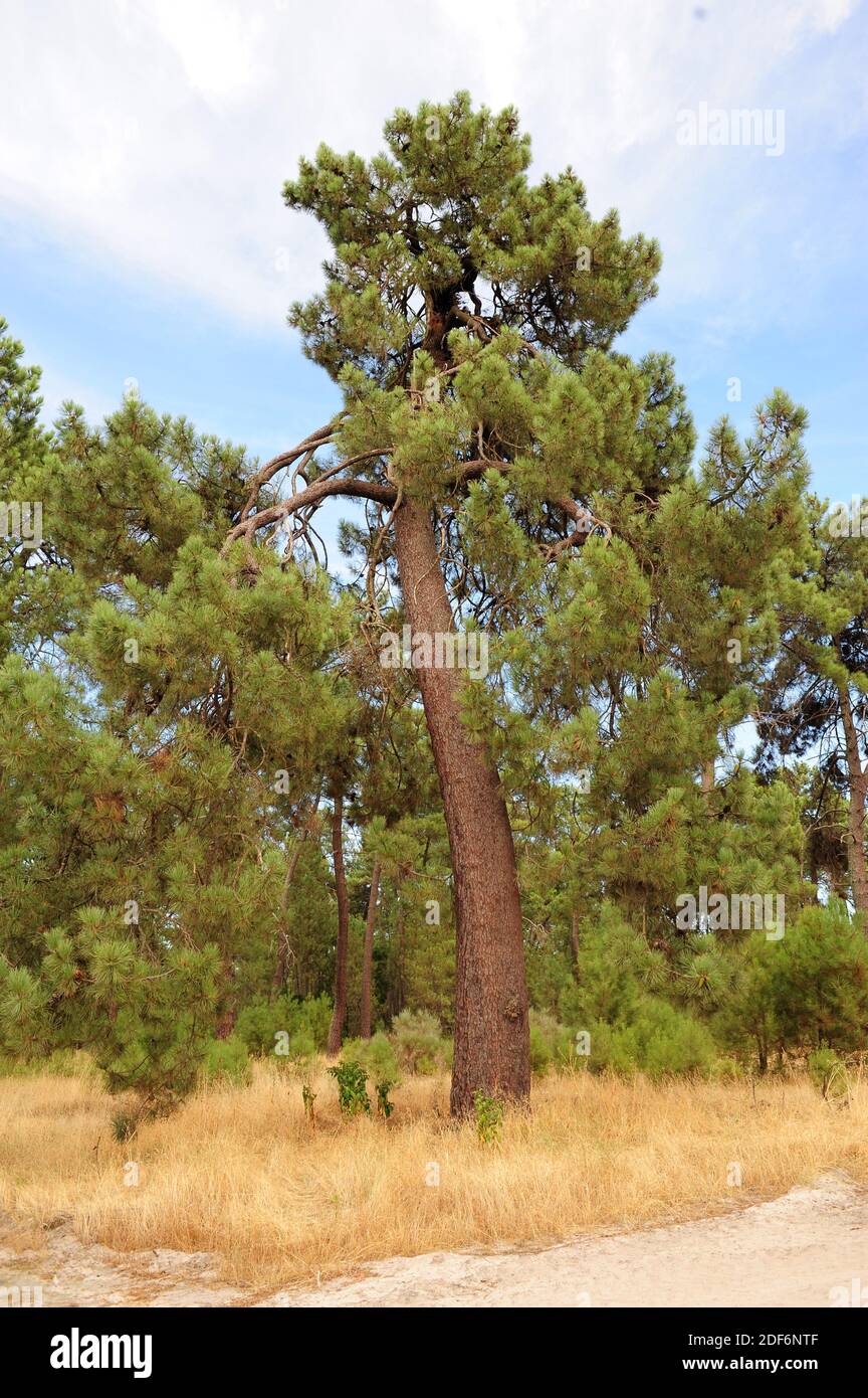 Pinaster hi-res stock photography and images - Alamy