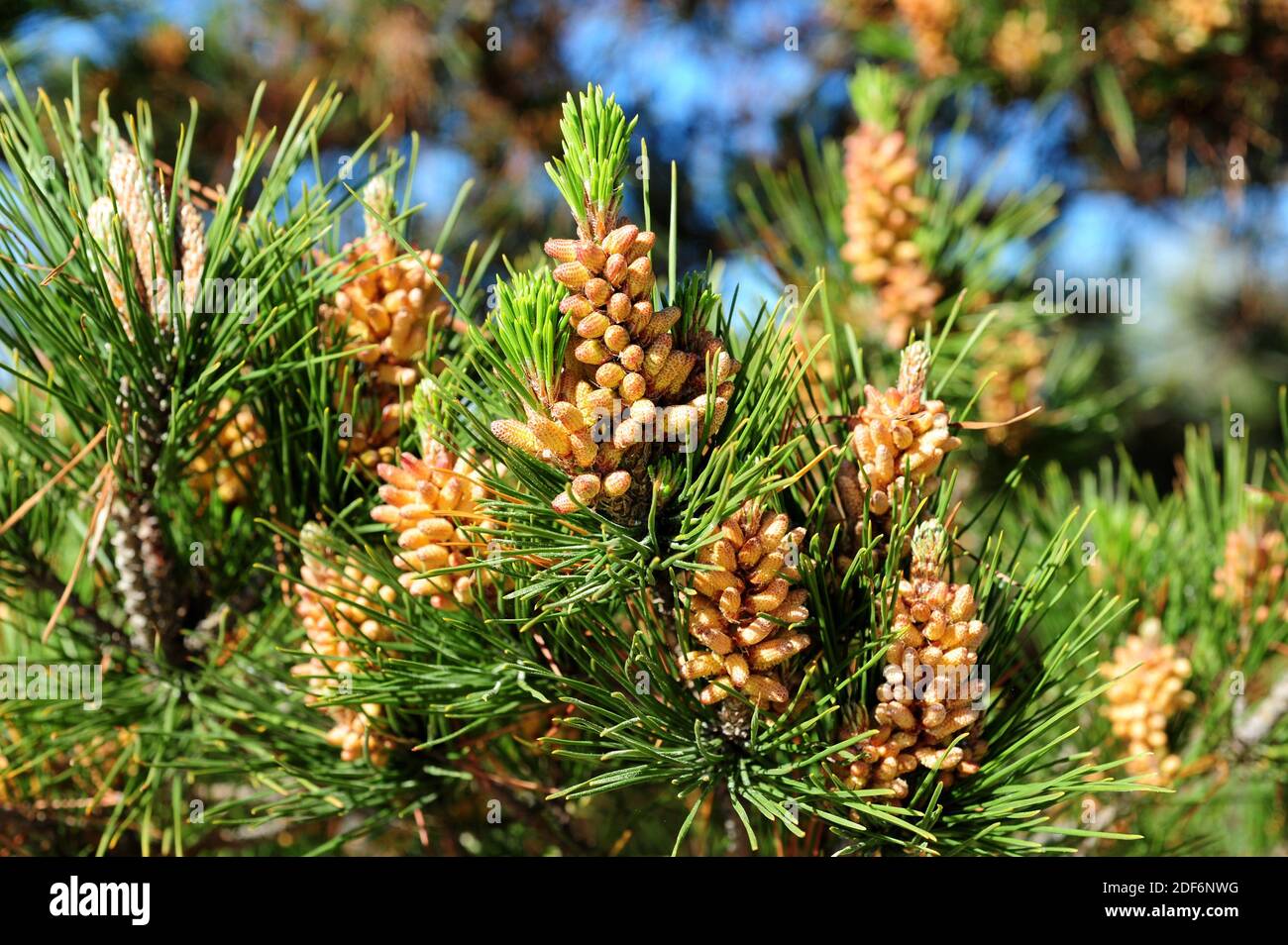 Male pine tree flower hi-res stock photography and images - Alamy