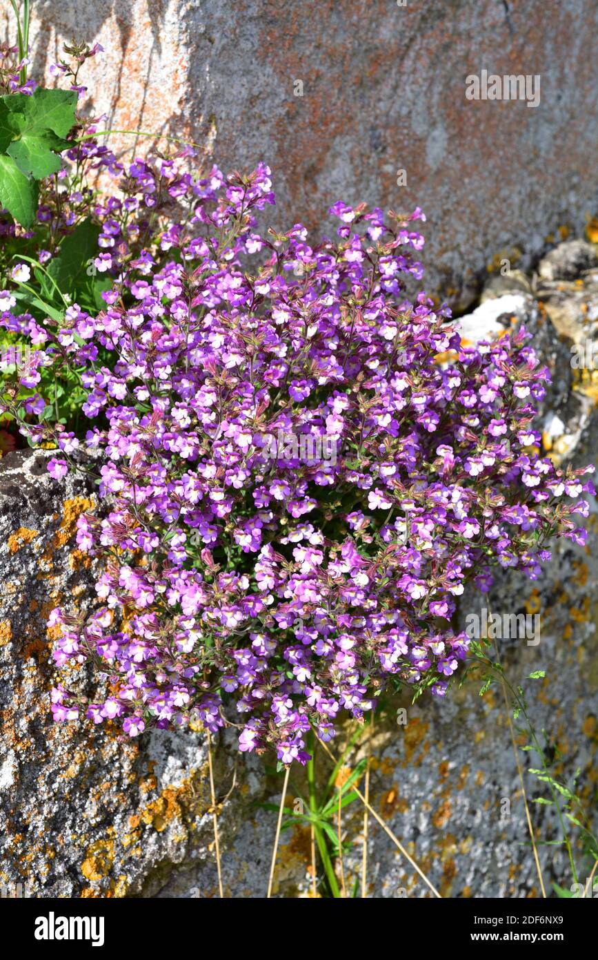 Spanish dwarf hi-res stock photography and images - Alamy