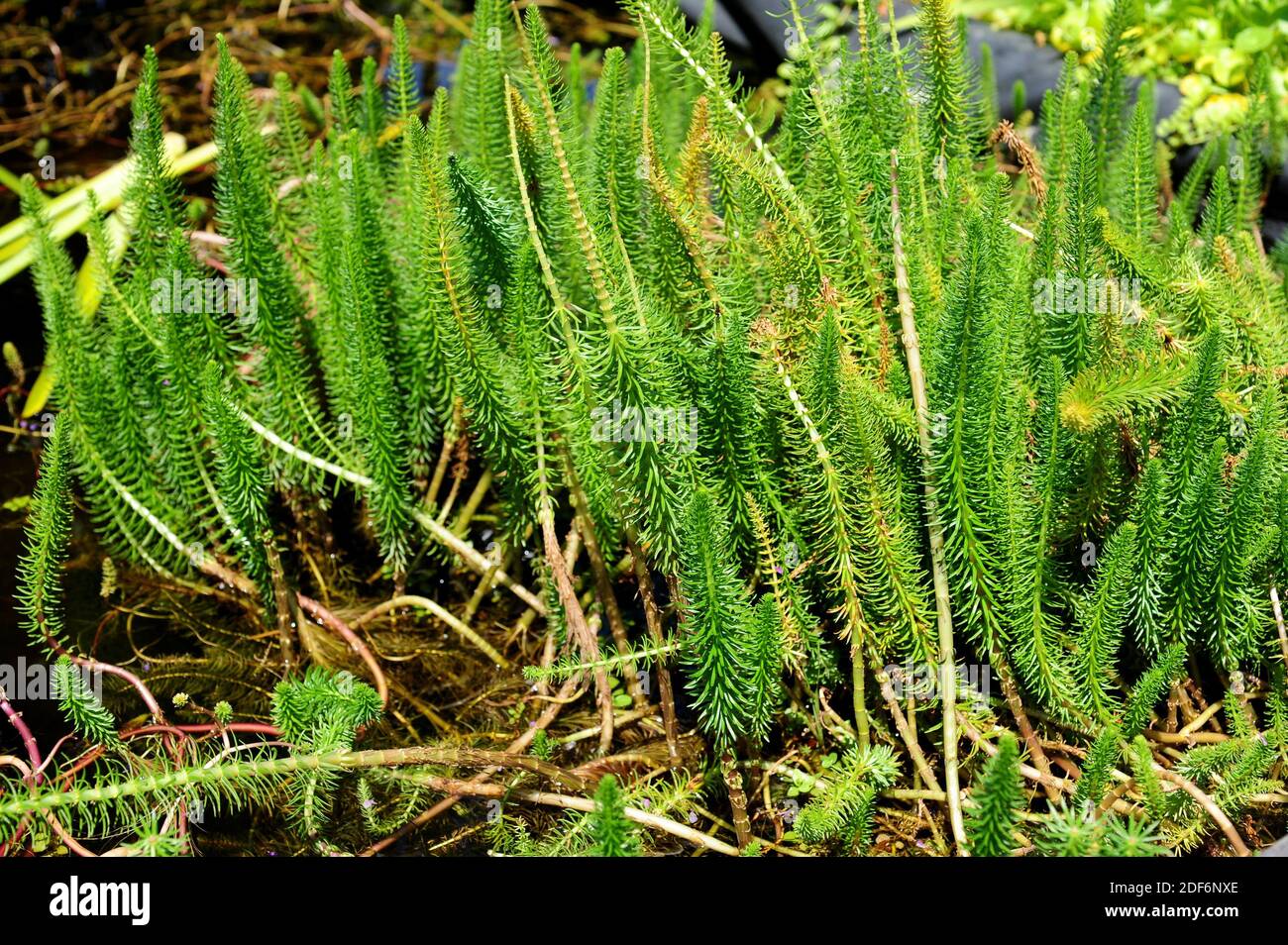 Mares tail hippuris vulgaris hi-res stock photography and images - Alamy