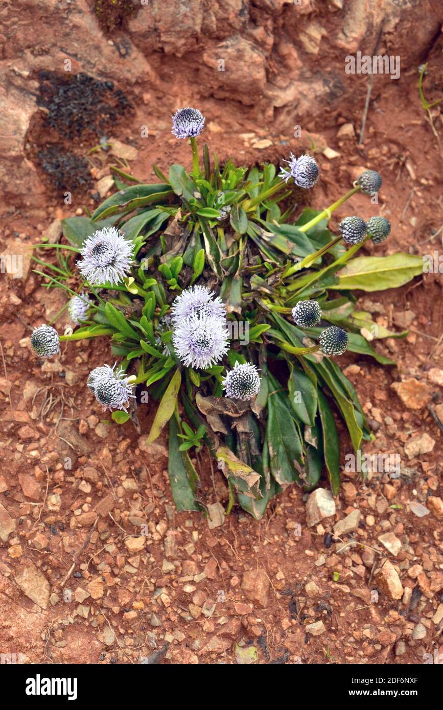 Globe daisy globularia nudicaulis hi-res stock photography and images ...