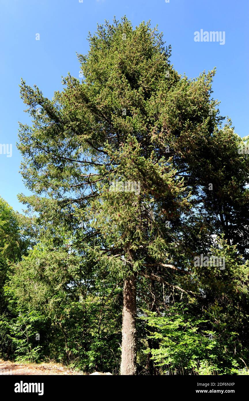 Douglas Fir Oregon High Resolution Stock Photography and Images - Alamy