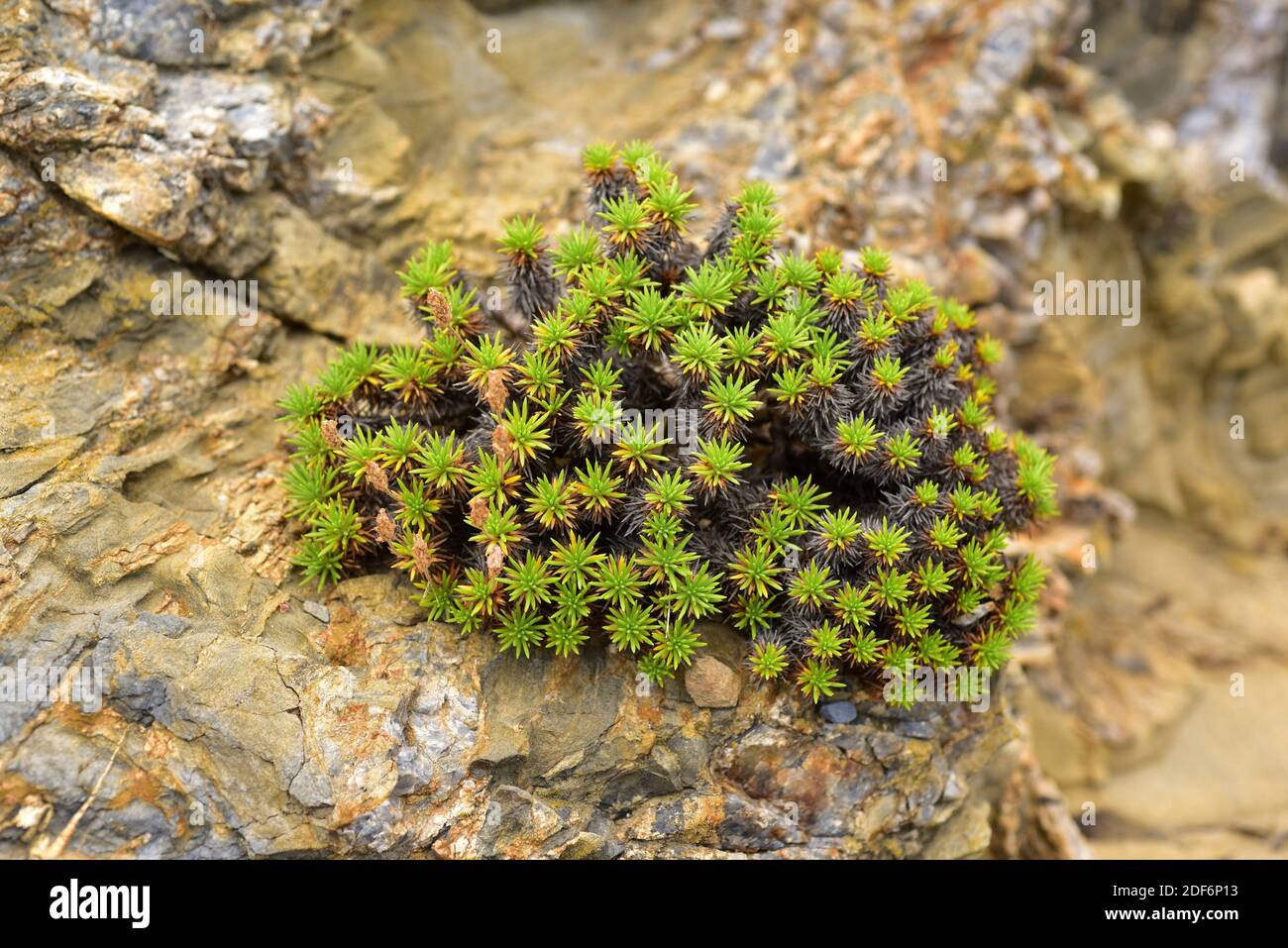 Plantein hi-res stock photography and images - Alamy