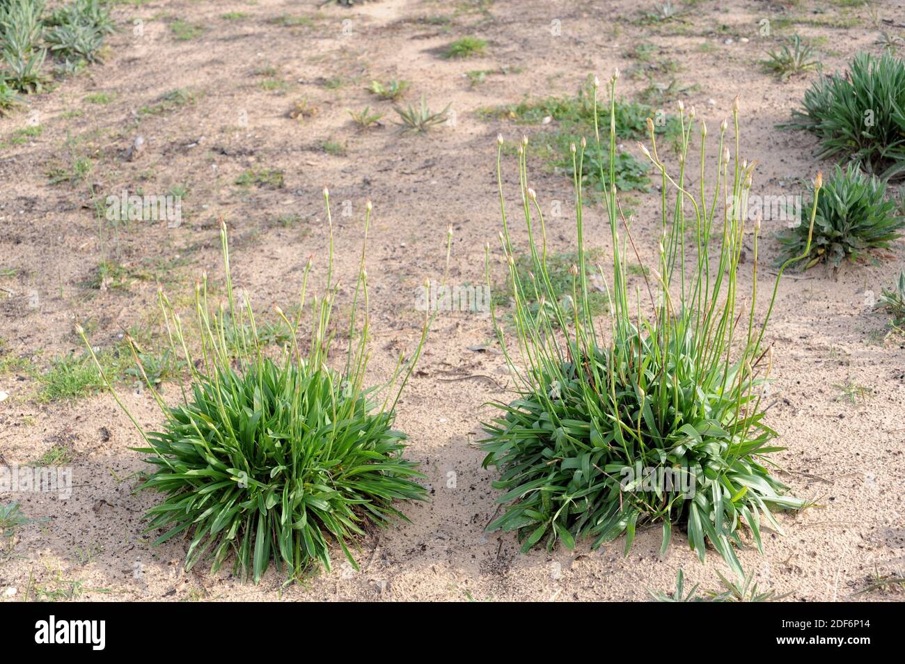 Gaditana hi-res stock photography and images - Alamy