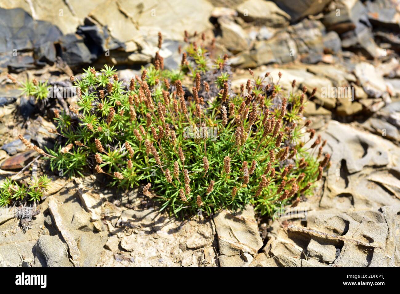 Plantago subulata hi-res stock photography and images - Alamy