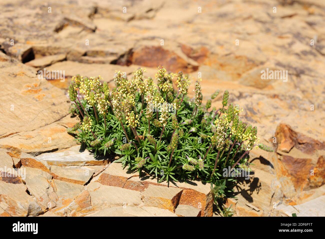 Plantago subulata hi-res stock photography and images - Alamy