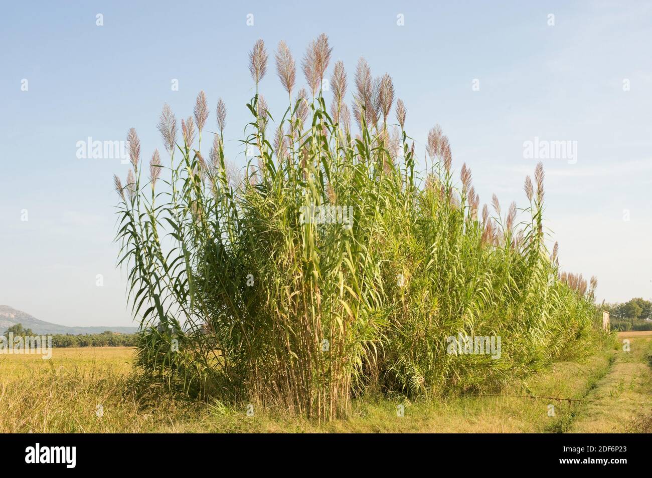 Giant reed grass hi-res stock photography and images - Alamy