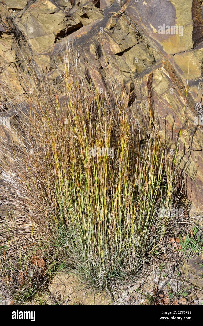 Thatching grass hi-res stock photography and images - Alamy