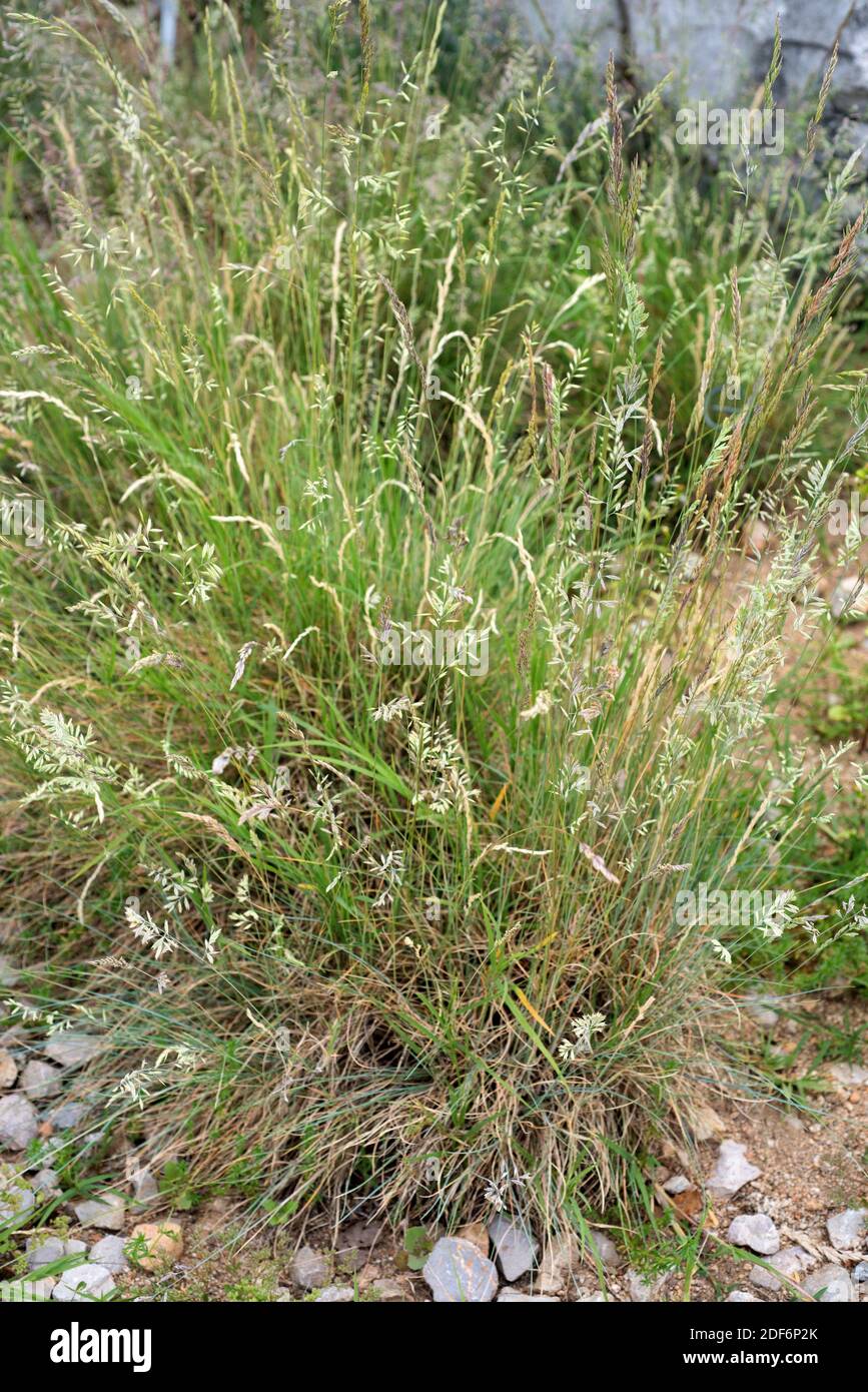Festuca hi-res stock photography and images - Alamy