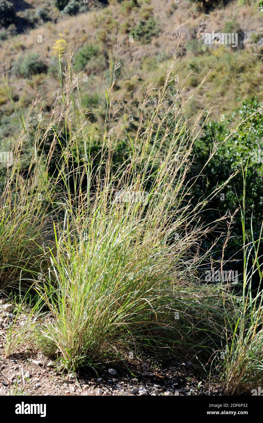 Thatching grass hi-res stock photography and images - Alamy
