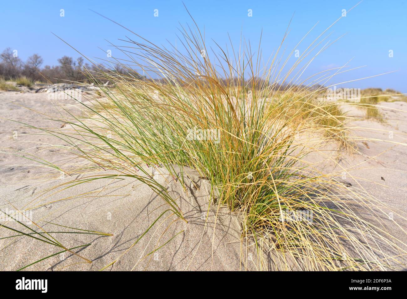 Ammophila arenaria flora hi-res stock photography and images - Alamy