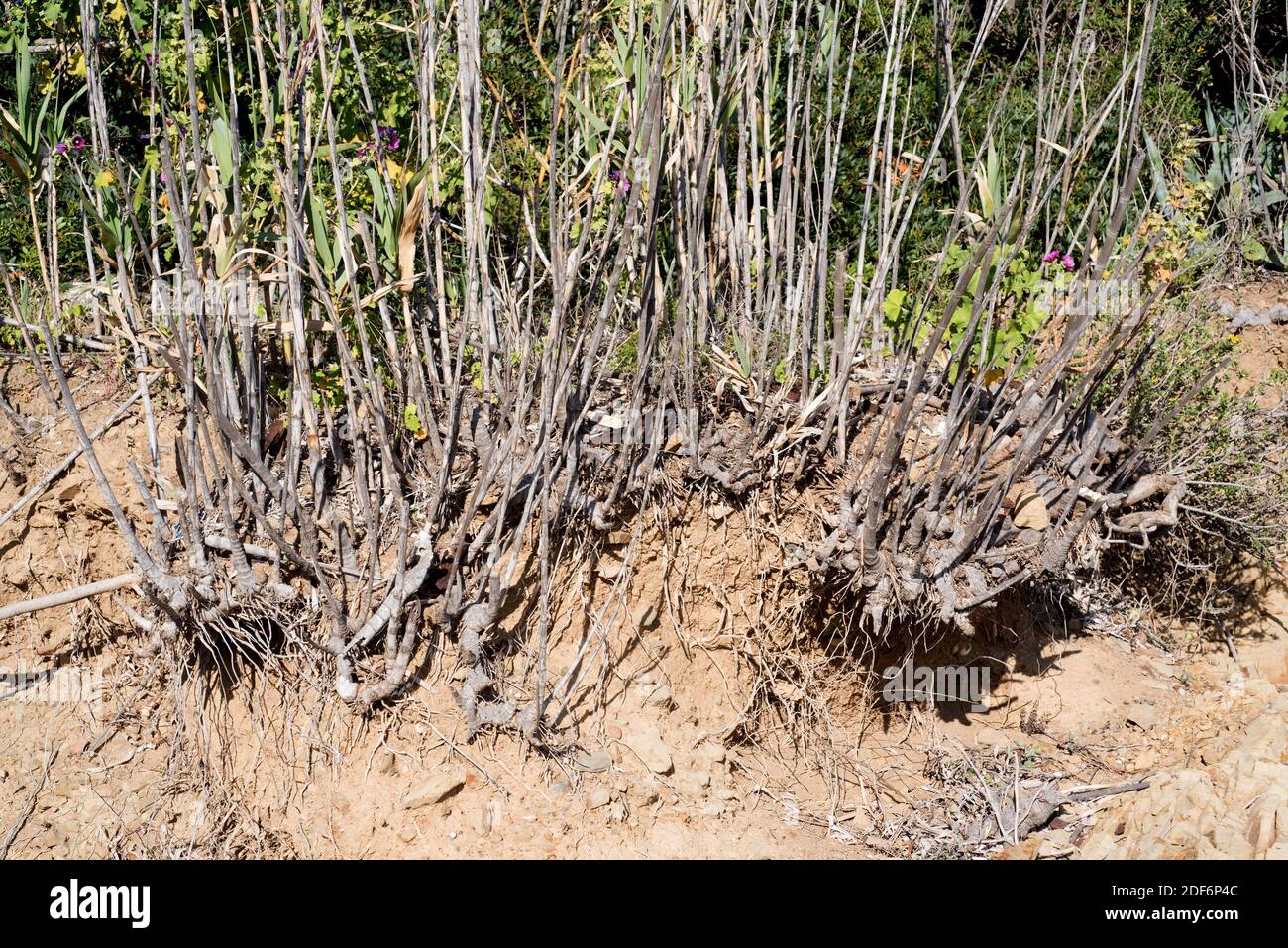 Reed and cane hi-res stock photography and images - Alamy