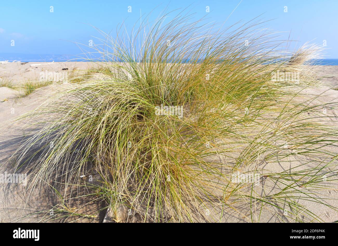 European Beachgrass High Resolution Stock Photography and Images - Alamy