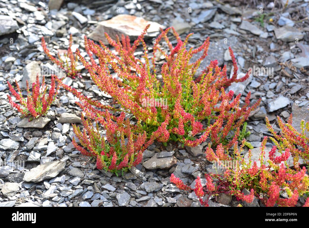 Dock plant hi-res stock photography and images - Alamy