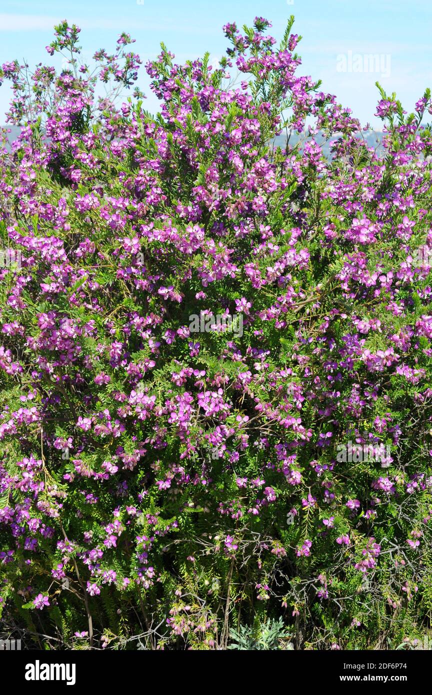 Polygala Polygala Flower Plant High Resolution Stock Photography and ...