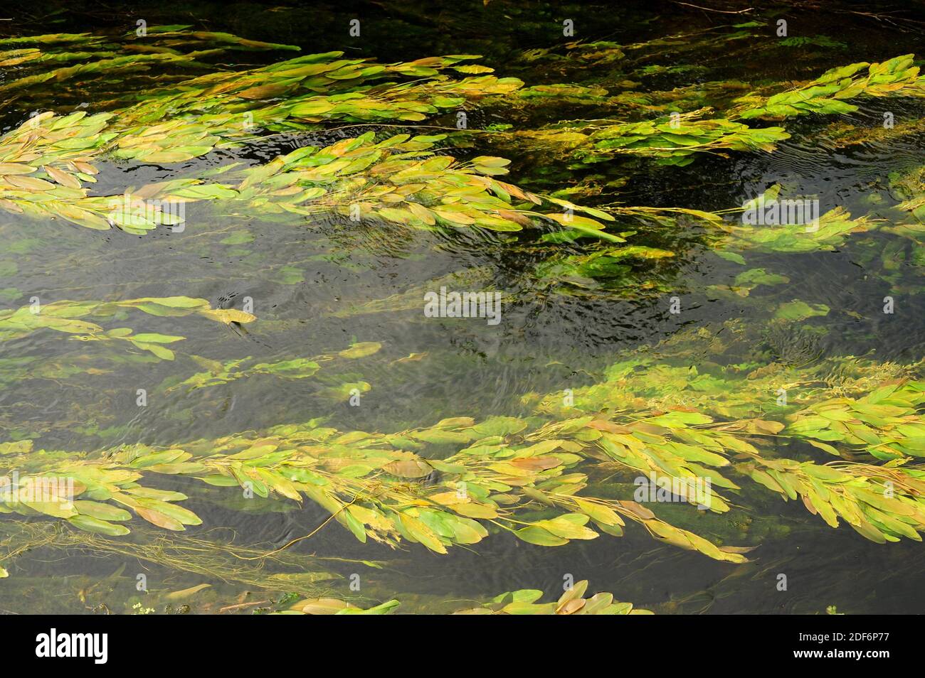 Pondweed Pond Weed