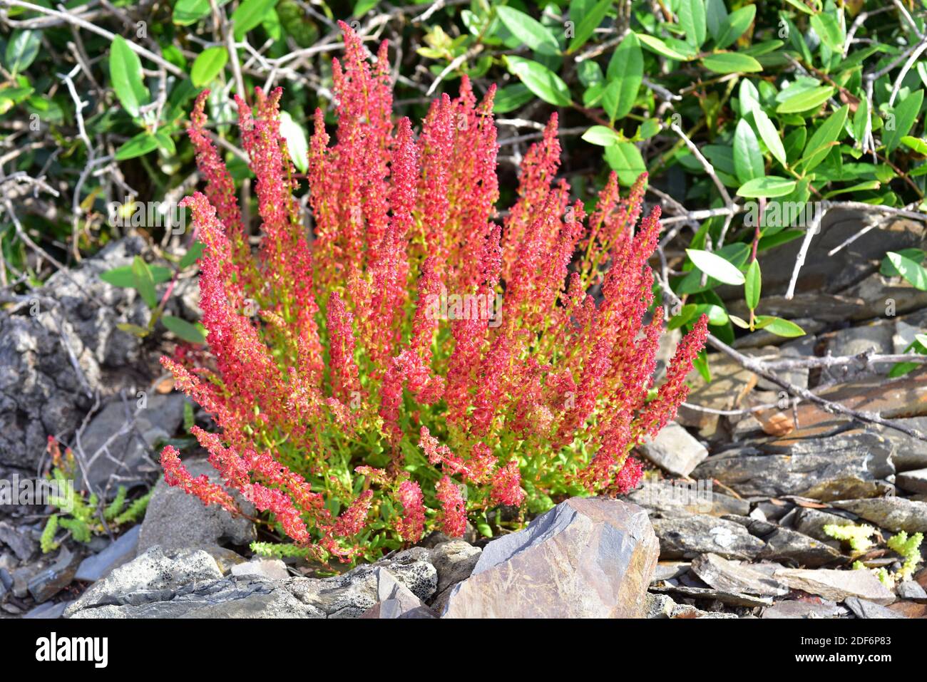 Red Dock Plant