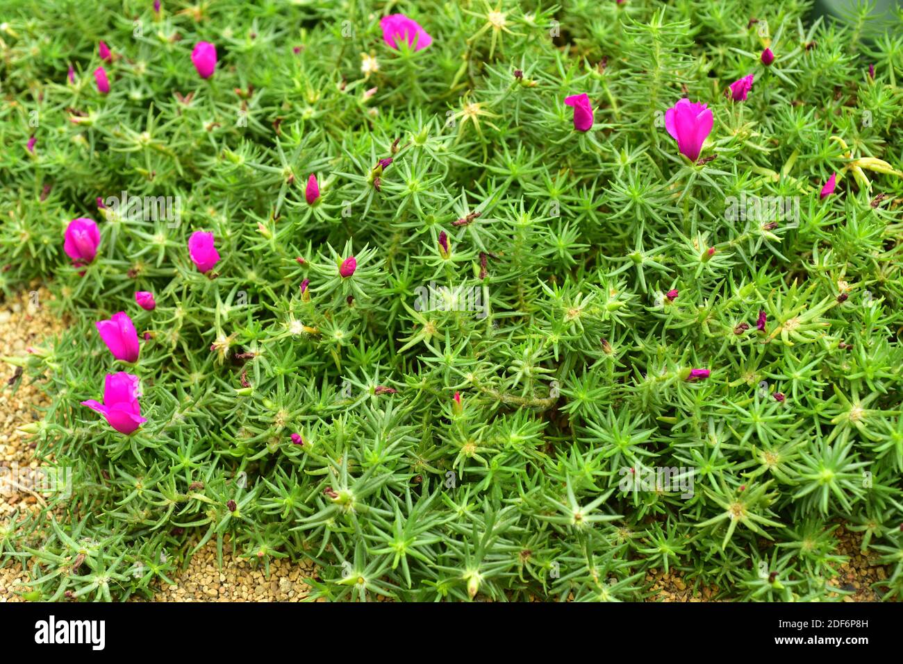 Moss rose plant hi-res stock photography and images - Alamy