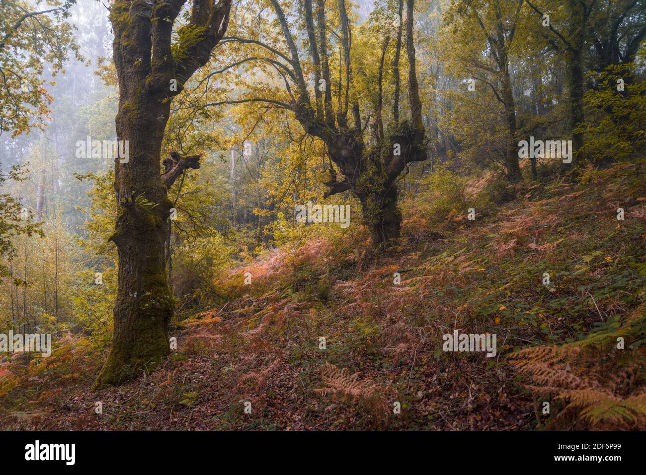 Autumnal atmosphere in a forest of chestnut trees and oaks in the ...