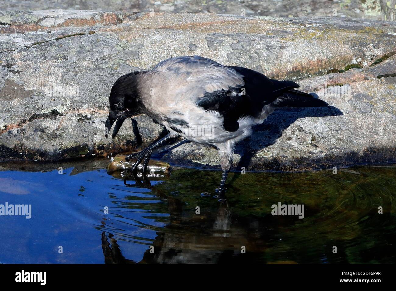 Hooded crow fledgling, Corvus cornix, is examining a piece of wood he ...
