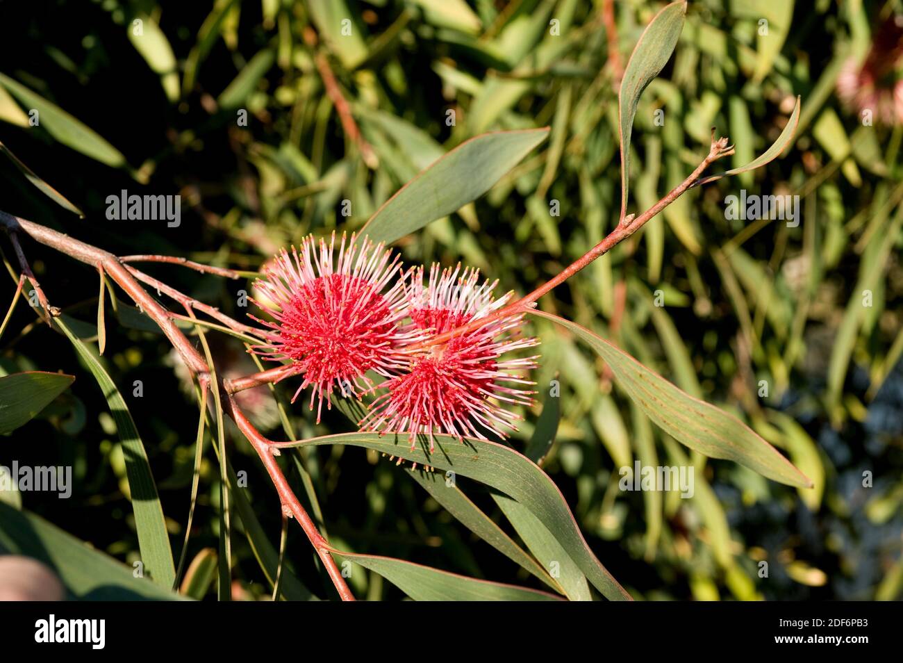 Hakea laurina hi-res stock photography and images - Alamy