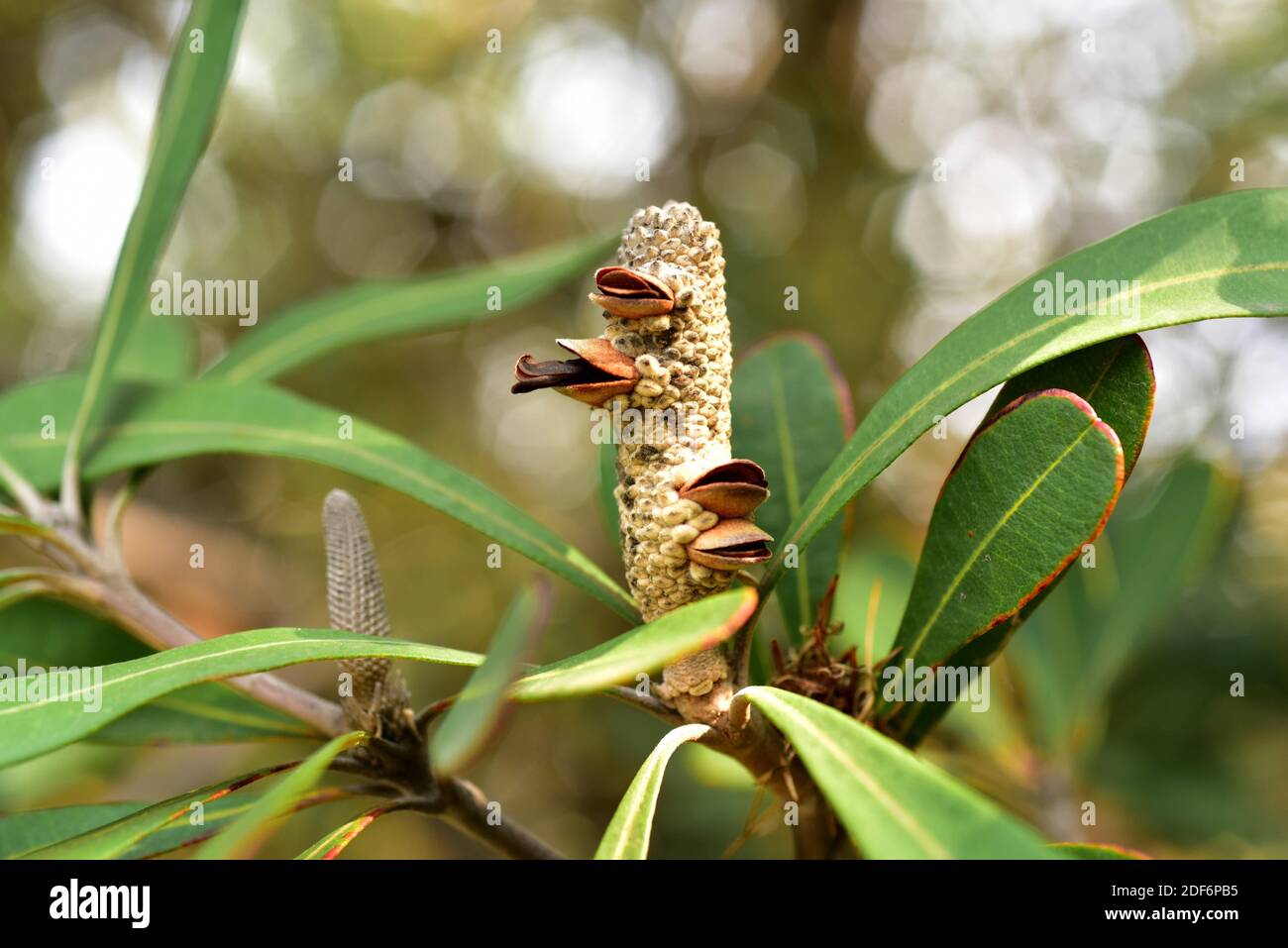 Banksia Seed High Resolution Stock Photography and Images - Alamy
