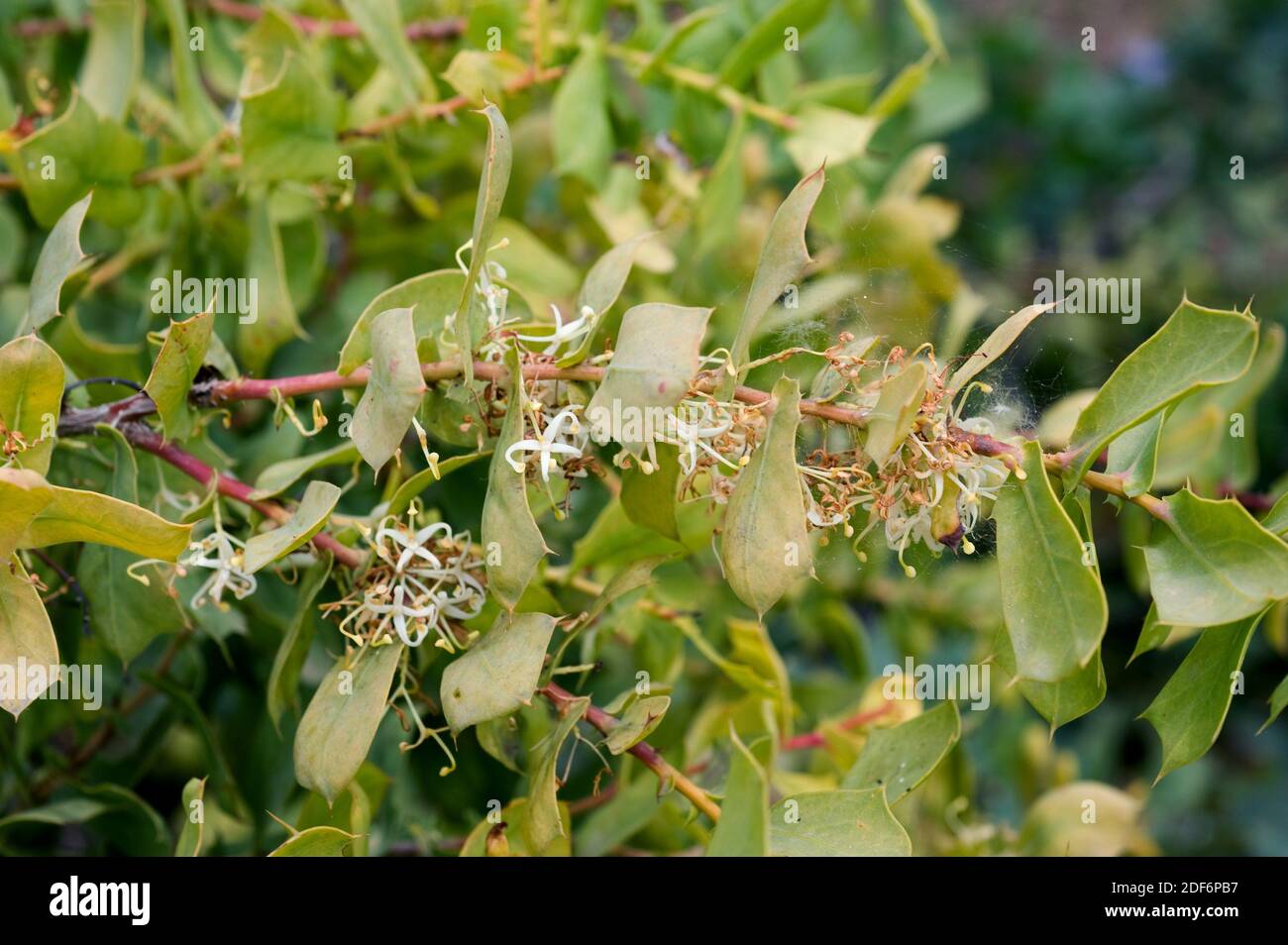 Hakea australia hi-res stock photography and images - Alamy