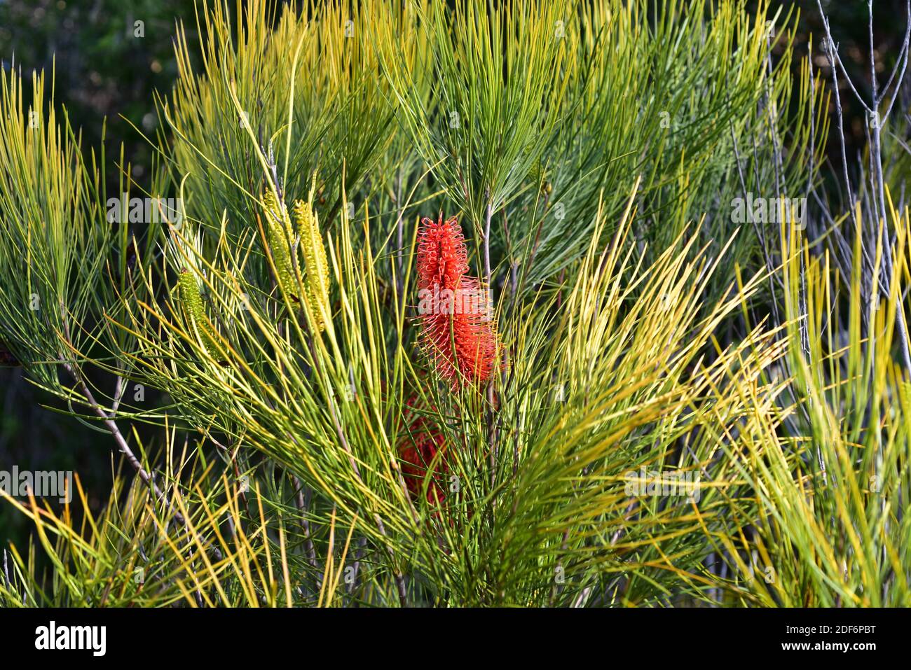 Plant endemic to western australia hi-res stock photography and images ...