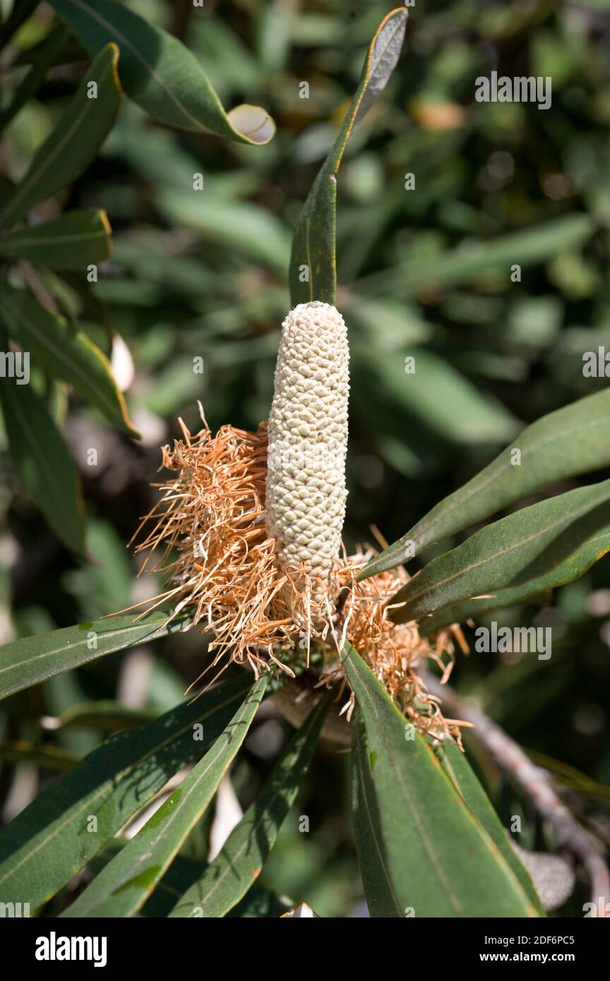 Banksia Integrifolia High Resolution Stock Photography and Images - Alamy