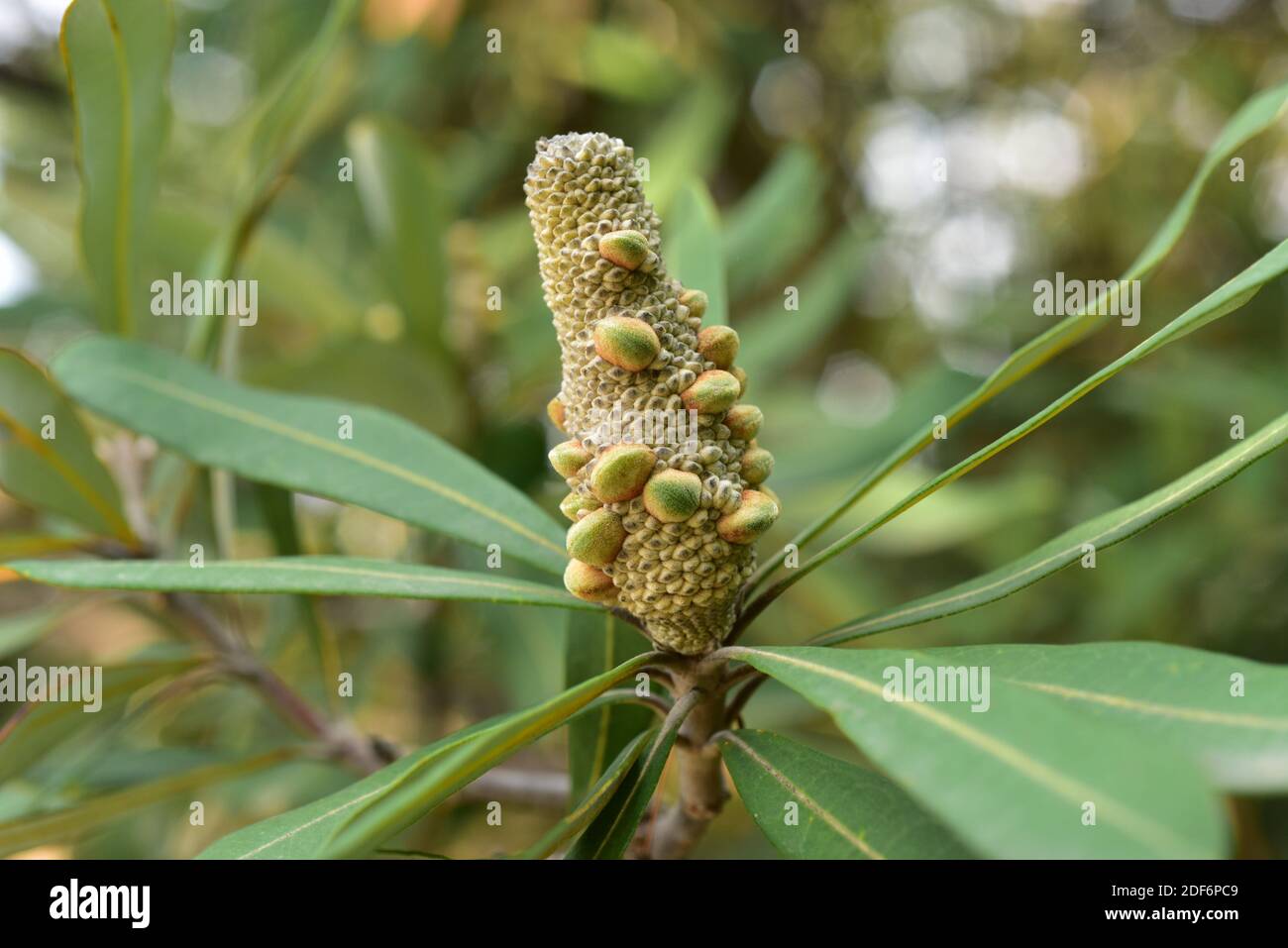 Banksia Tree High Resolution Stock Photography and Images - Alamy