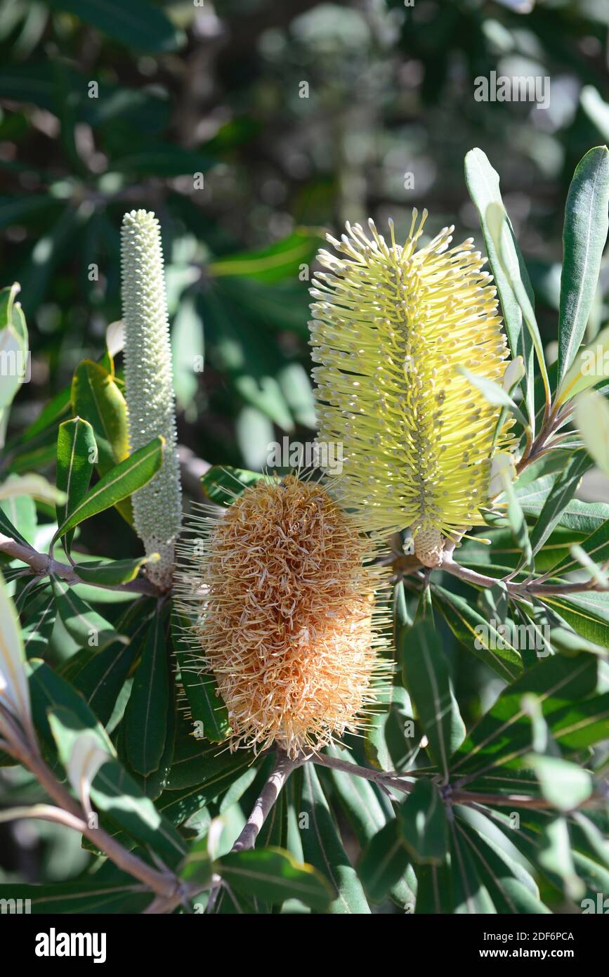 Banksia Integrifolia High Resolution Stock Photography and Images - Alamy