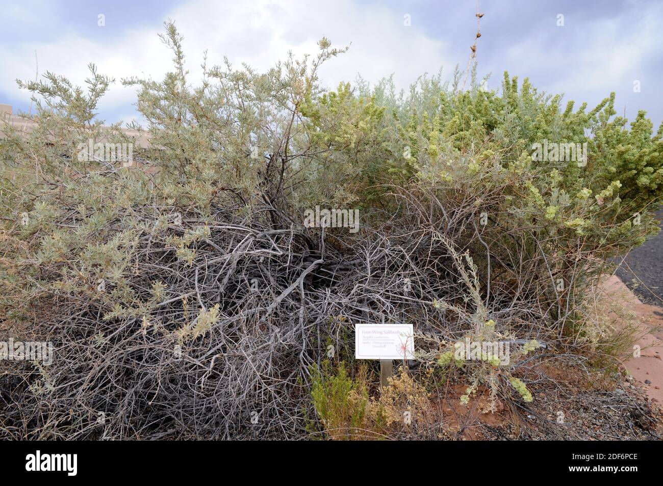 Saltbush usa hi-res stock photography and images - Alamy