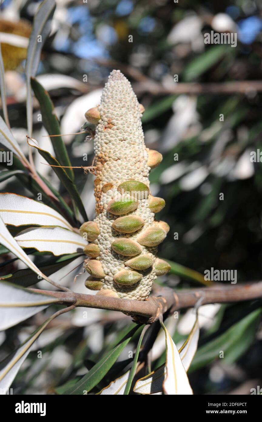 Banksia Tree High Resolution Stock Photography and Images - Alamy