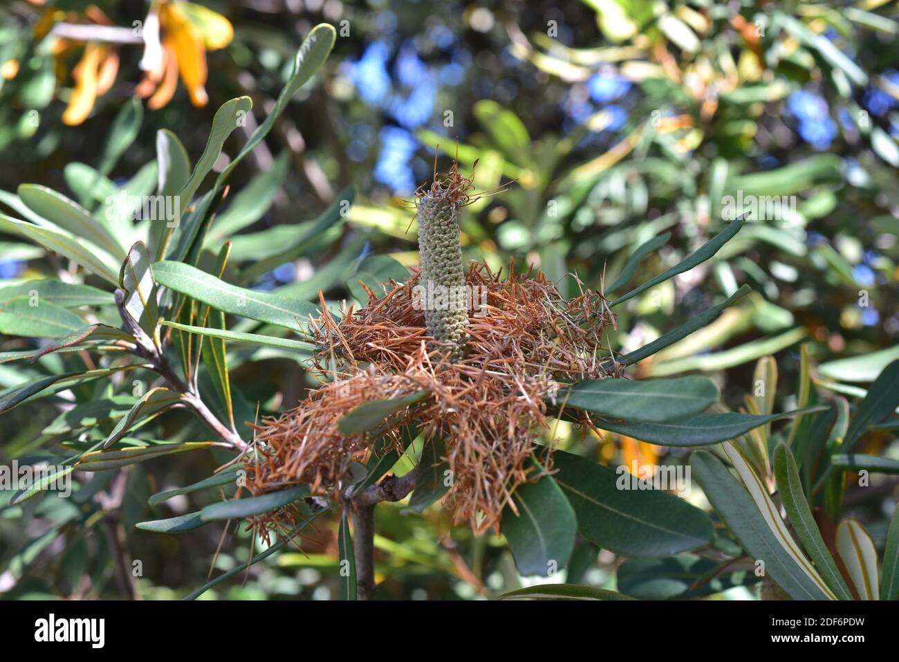 Banksia Integrifolia High Resolution Stock Photography and Images - Alamy