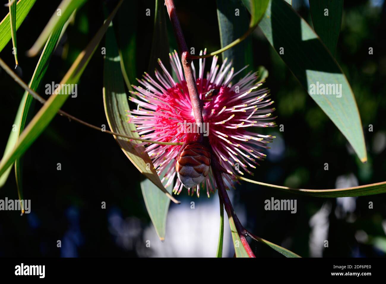 Hakea laurina hi-res stock photography and images - Alamy