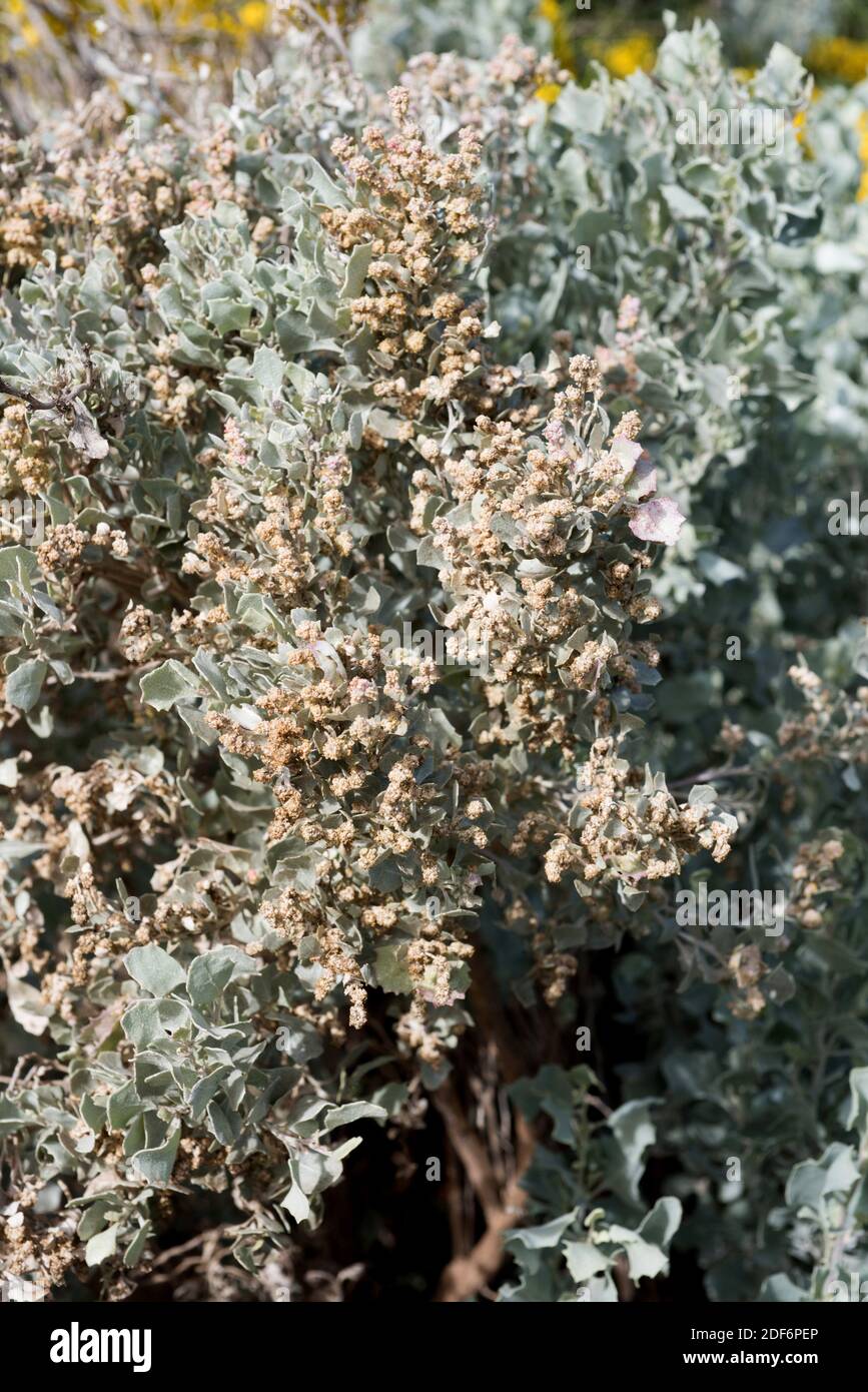 Saltbush plant hi-res stock photography and images - Alamy