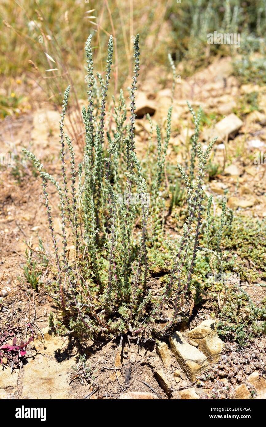 Alcanforado hi-res stock photography and images - Alamy