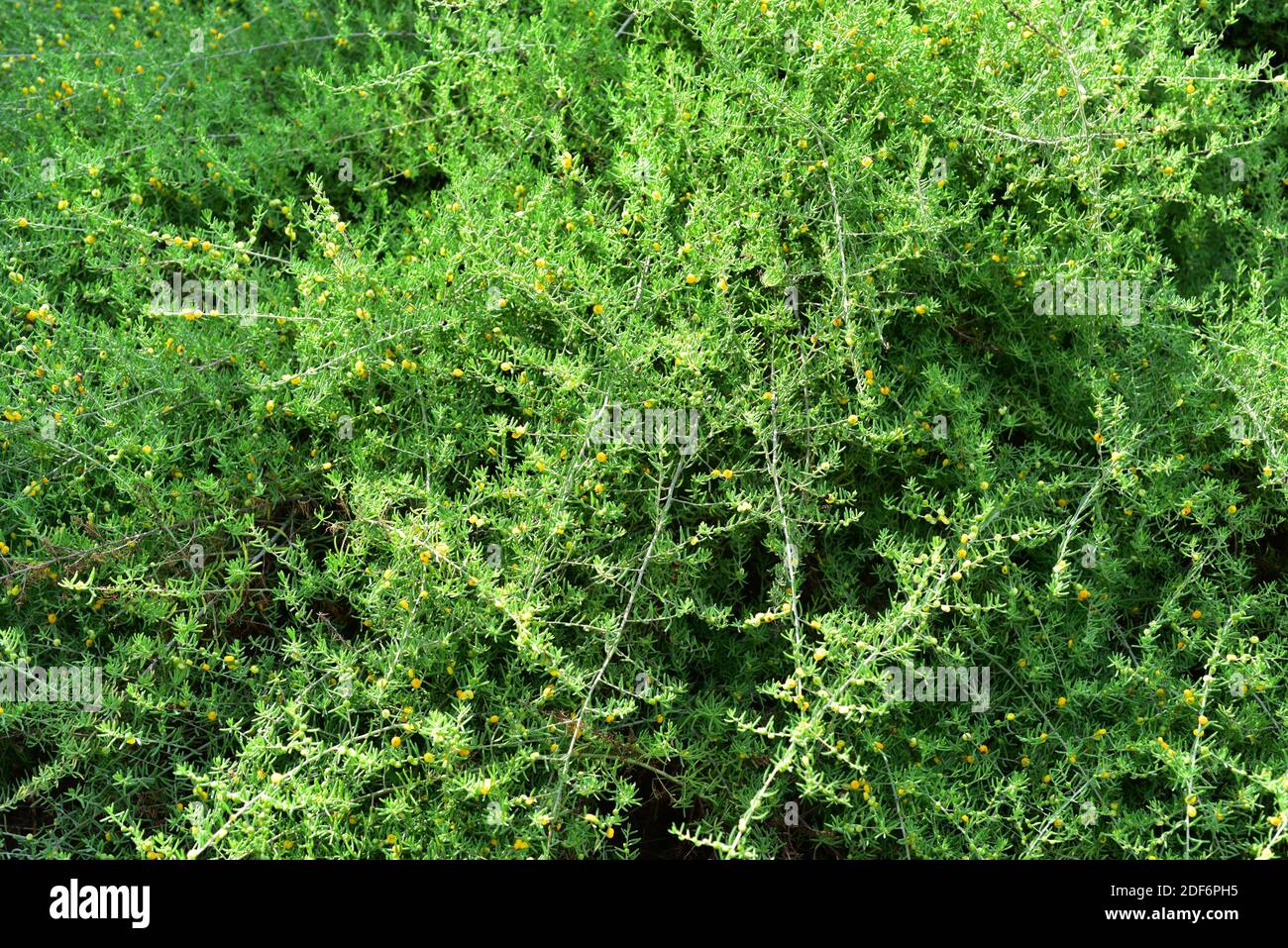 Saltbush plant hi-res stock photography and images - Alamy