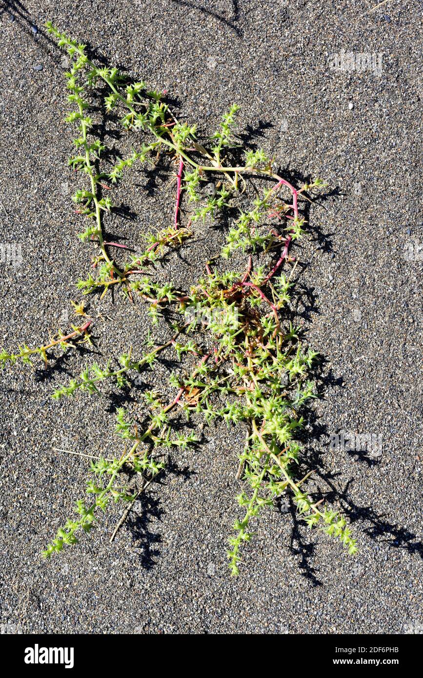 Kali tragus hi-res stock photography and images - Alamy