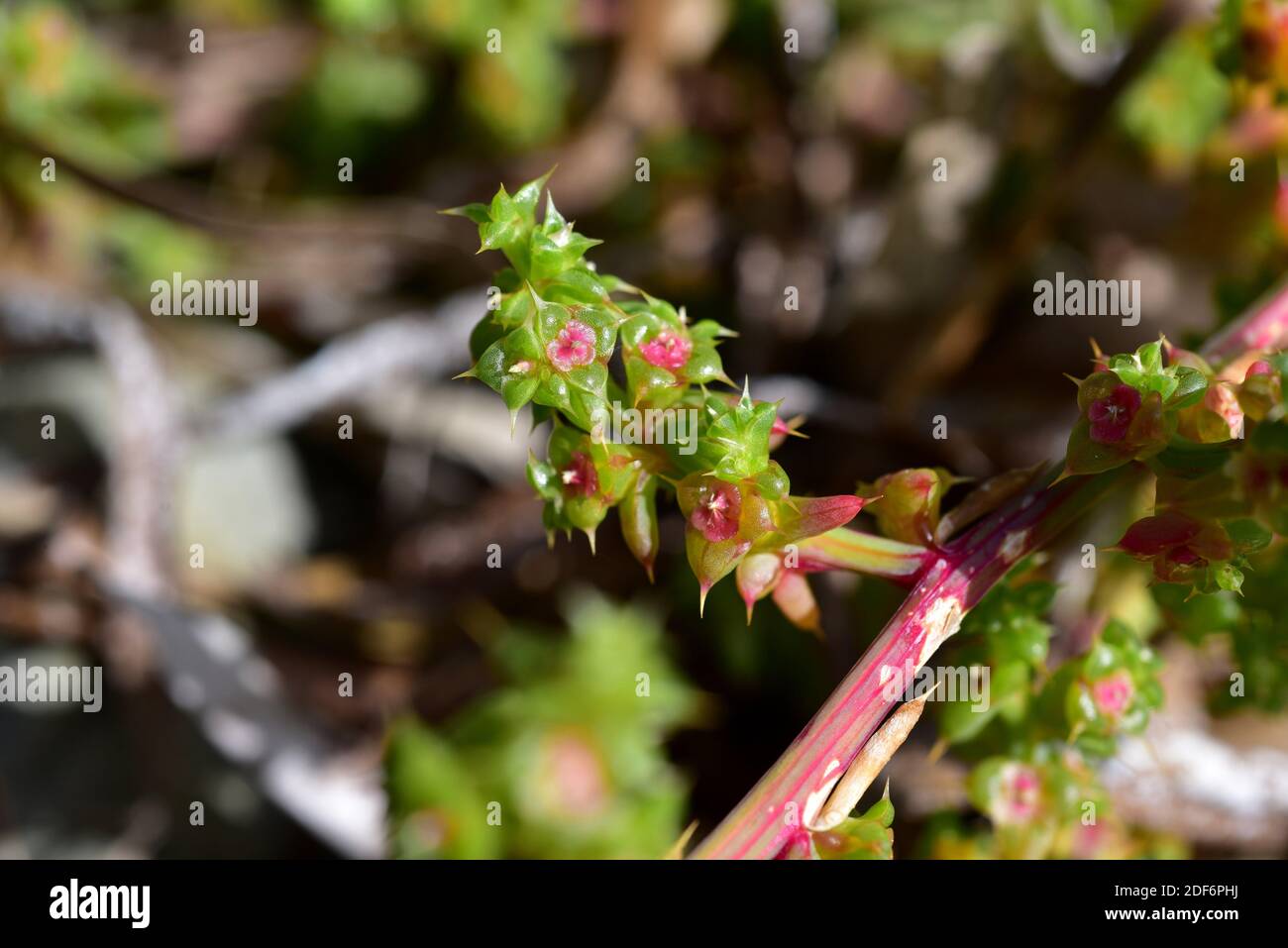 Kali tragus hi-res stock photography and images - Alamy