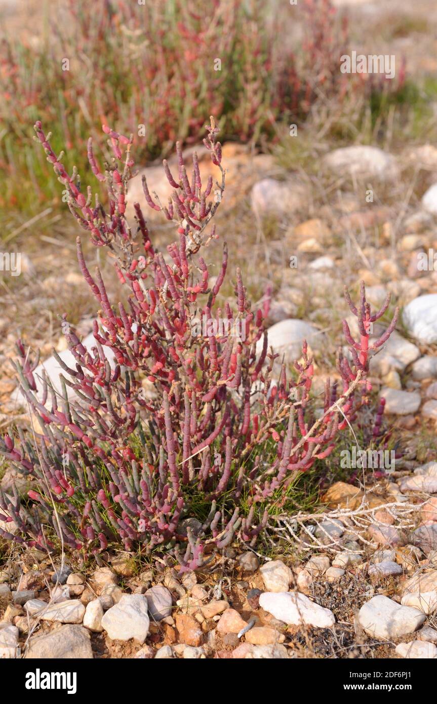 Common glasswort hi-res stock photography and images - Alamy